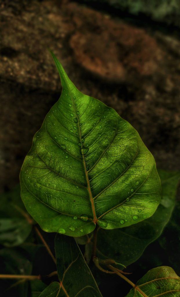 Wallpaper - PixaHive