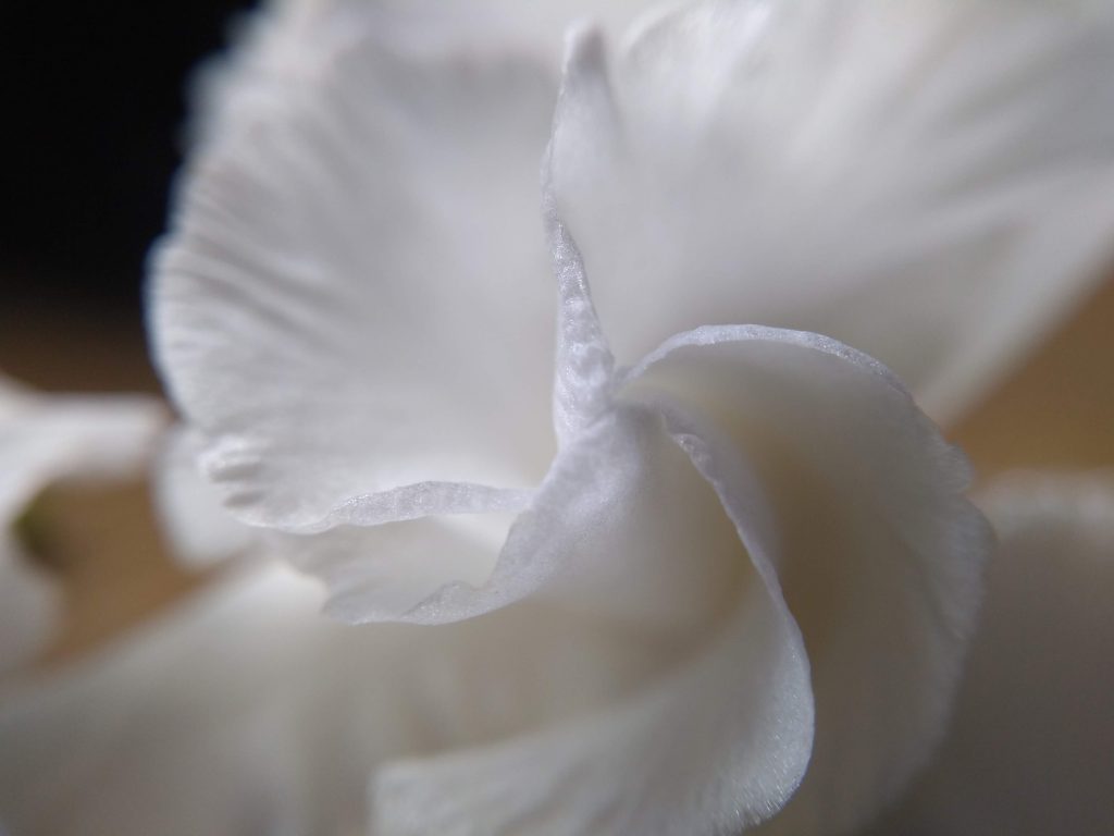 White flower macro shot - PixaHive
