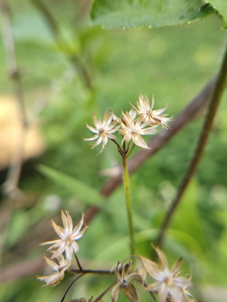 Wild Flower - PixaHive