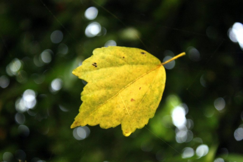 Yellow Leaf - PixaHive