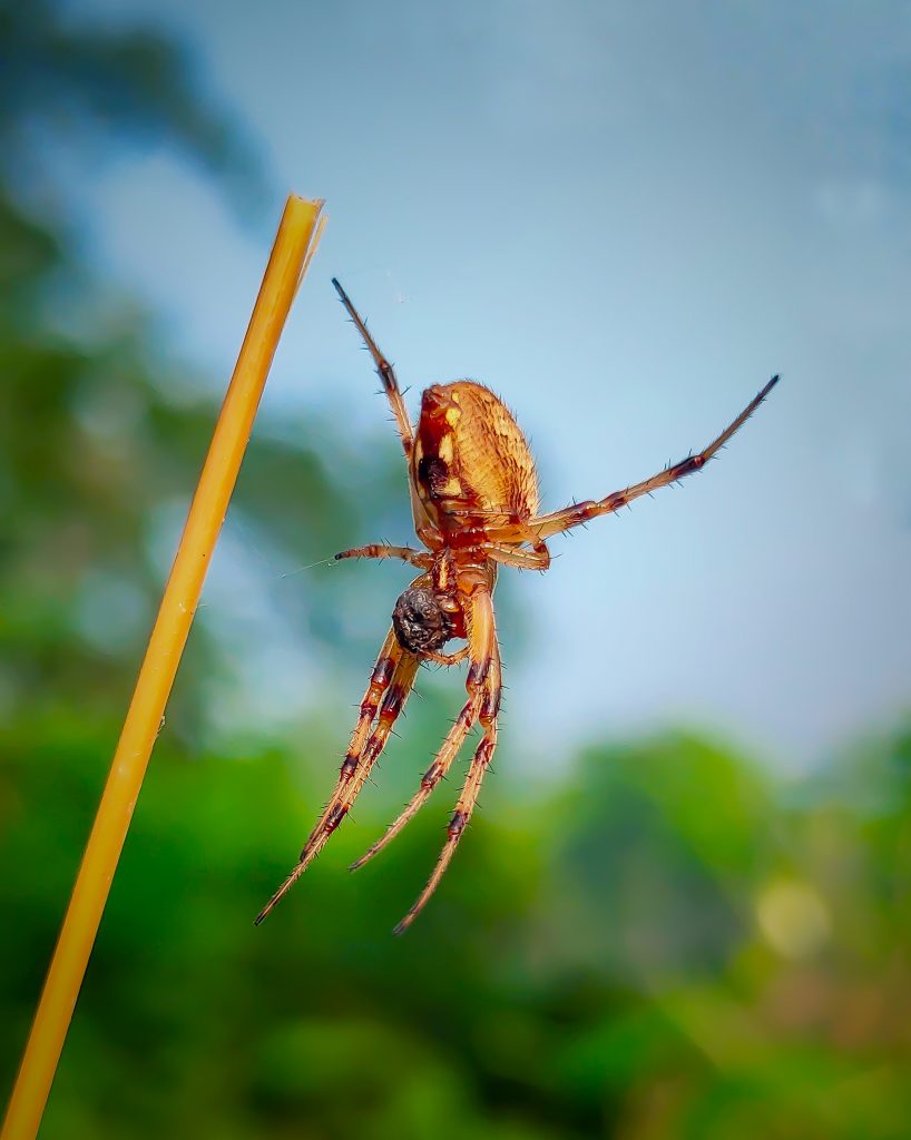 Yellow color spider - PixaHive