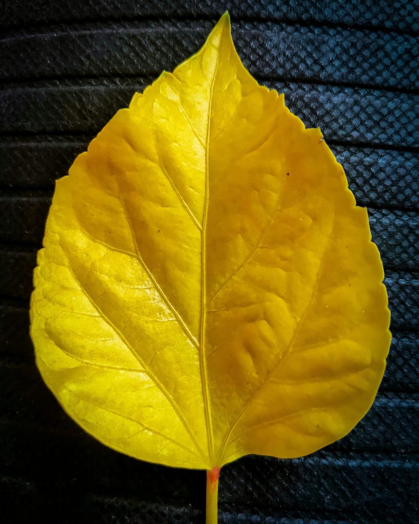 Yellow leaf - PixaHive