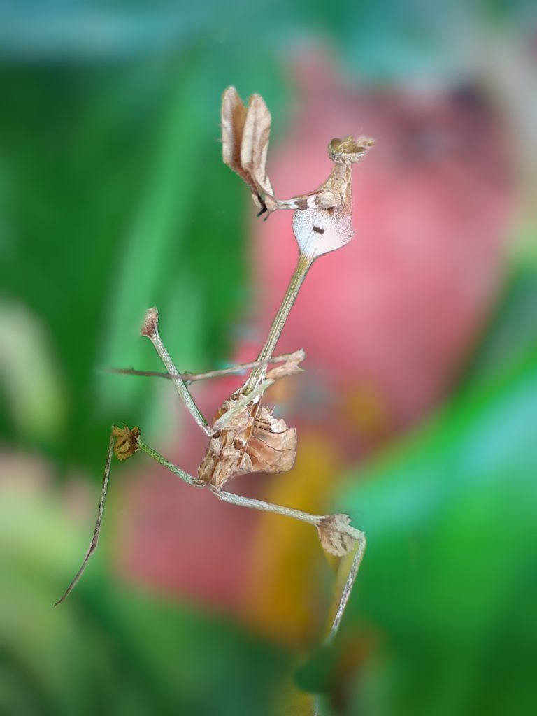 An unique insect - PixaHive