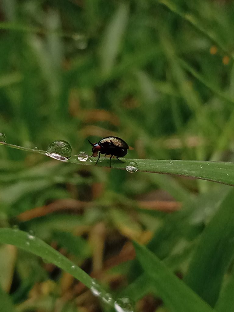 beetle on leaf - PixaHive