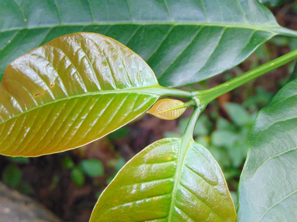 coffee leaf - PixaHive