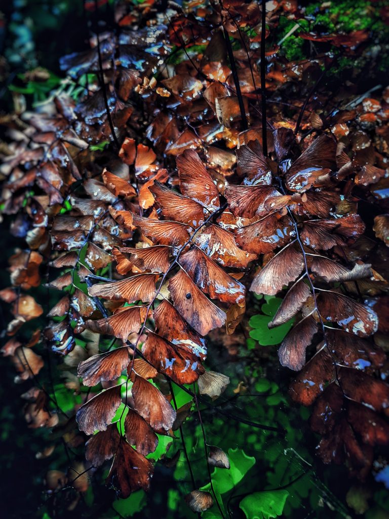 dried brown leaf with rain water - PixaHive