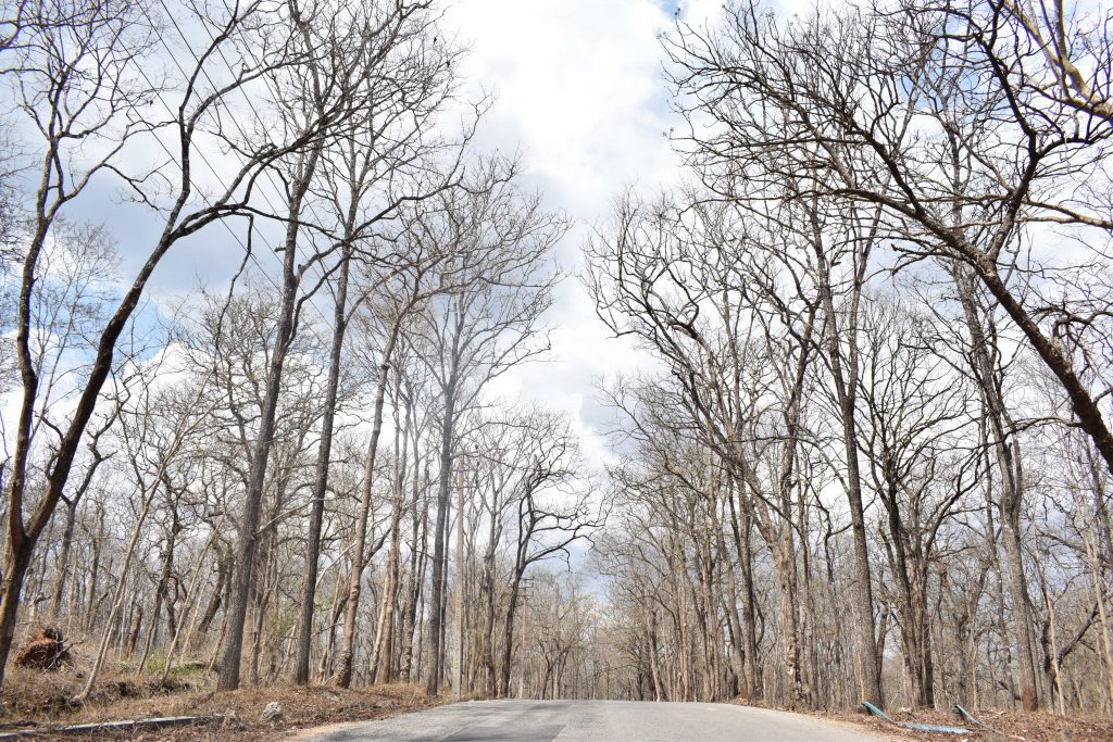 dry forest - PixaHive