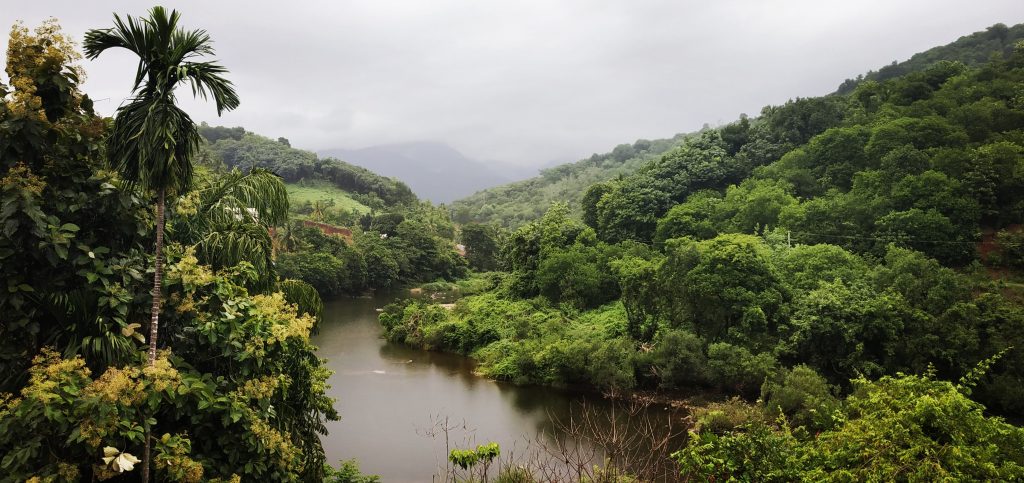 forest valley - PixaHive