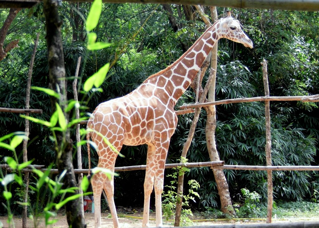 giraffe in a zoo - PixaHive