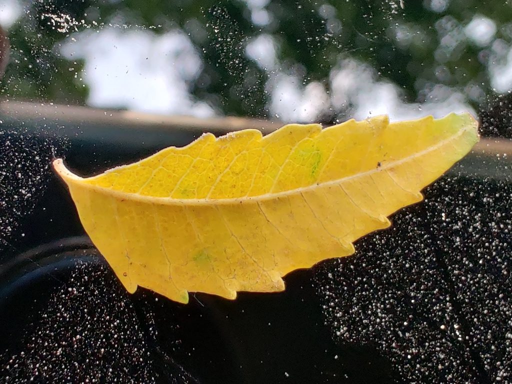 neem leaf - PixaHive