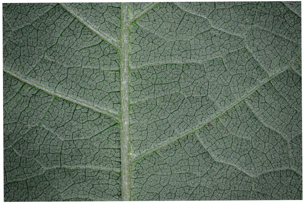 Veins of a leaf - PixaHive