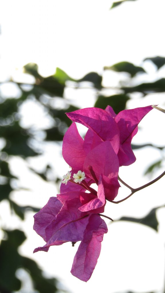 the pink flower - PixaHive