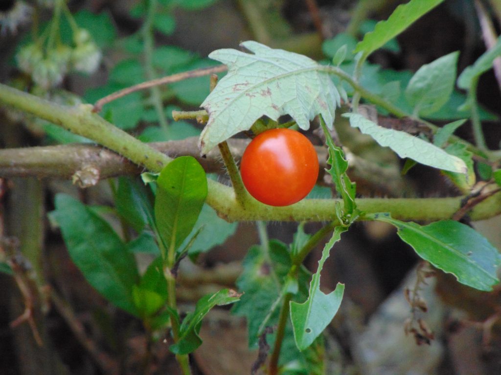 wild tomato - PixaHive