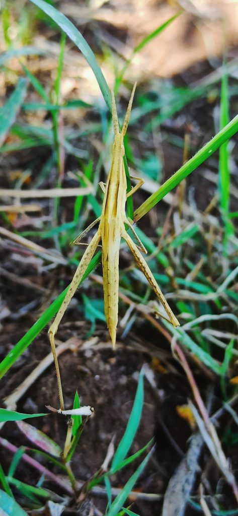 A Chinese grasshopper - PixaHive