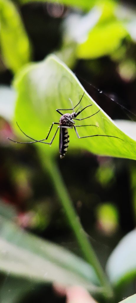 A Yellow fever mosquito - PixaHive