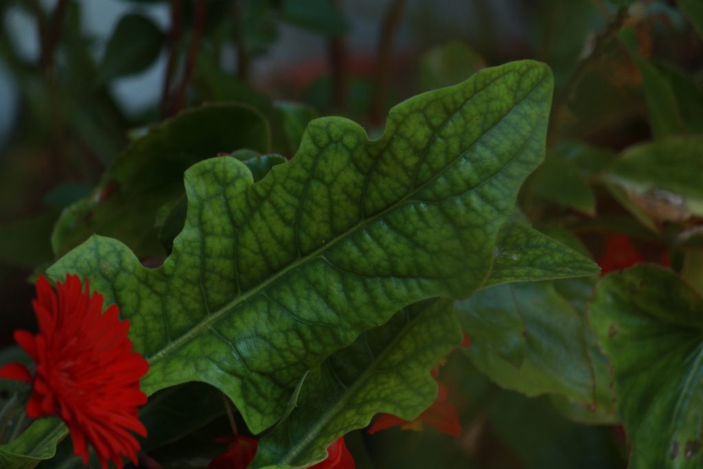 A beautiful leaf. - PixaHive