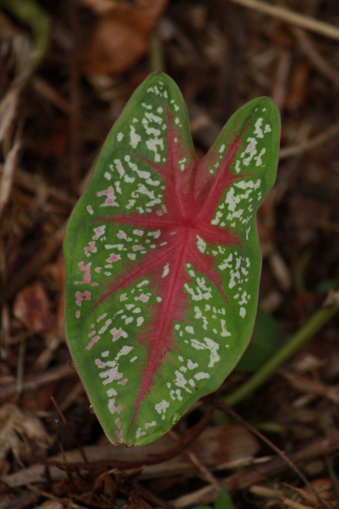 A beautiful leaf - PixaHive
