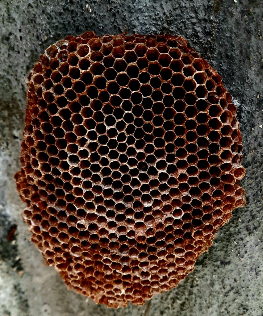 A beehive - PixaHive
