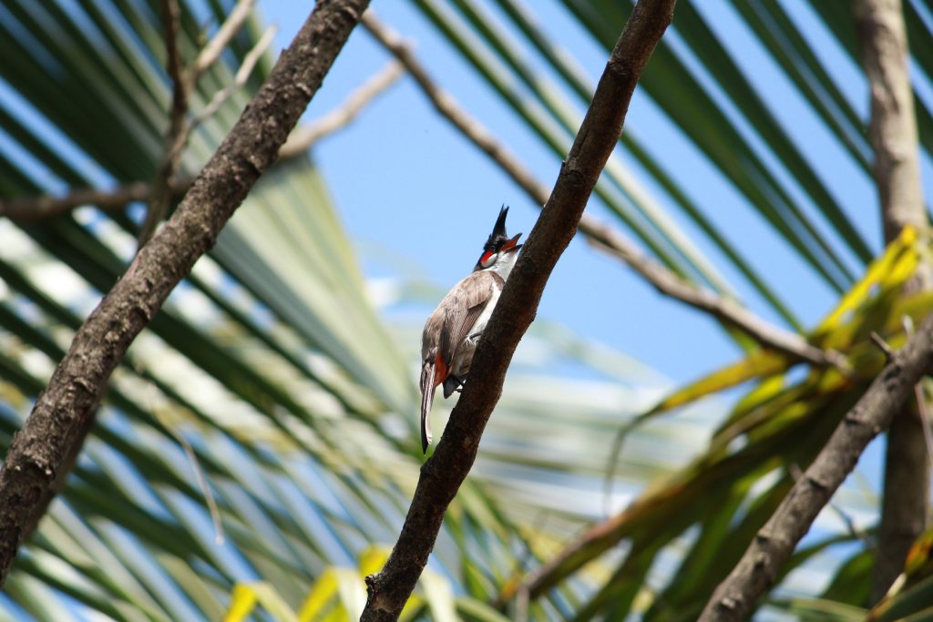 A bird on a branch - PixaHive