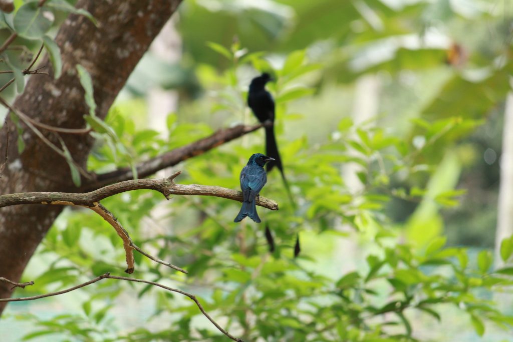 A bird sitting on a tree. - PixaHive