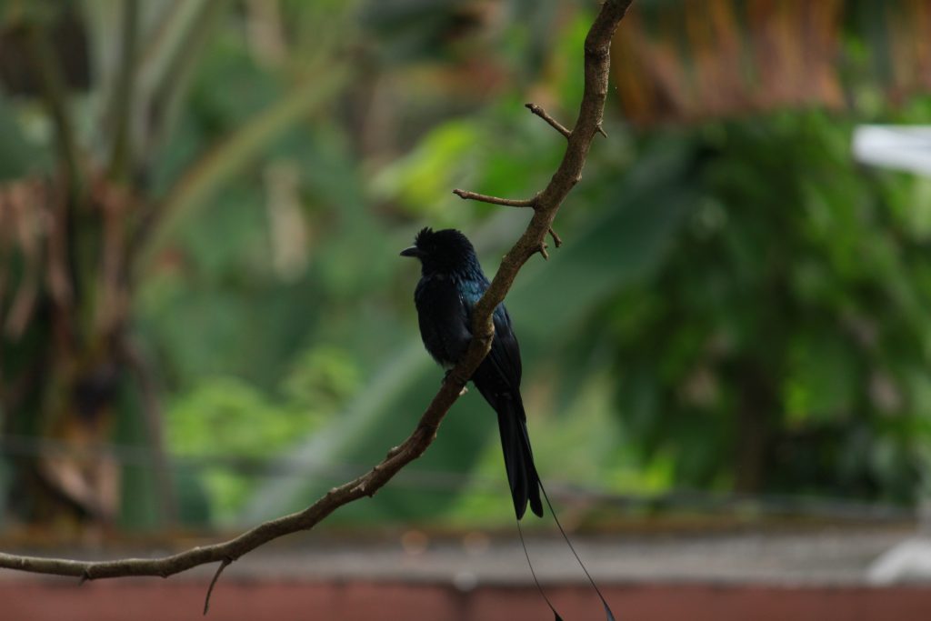 A bird sitting on a tree. - PixaHive