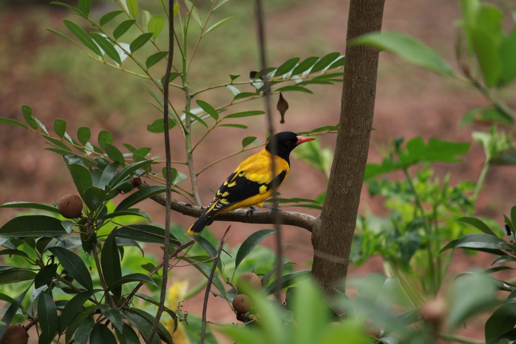 A bird sitting on a tree. - PixaHive