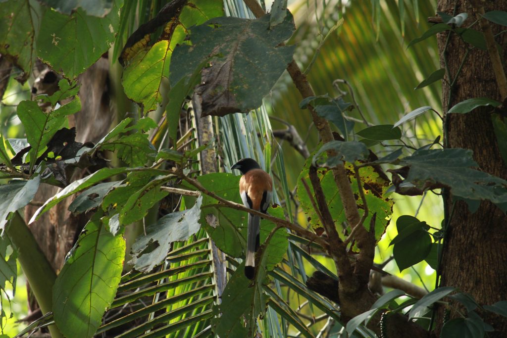 bird on a tree - PixaHive