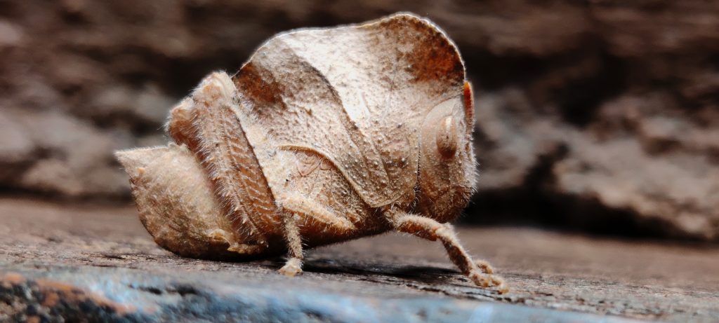A brown katydid insect - PixaHive