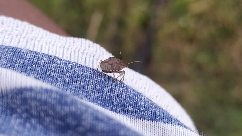 A bug on fabric - PixaHive