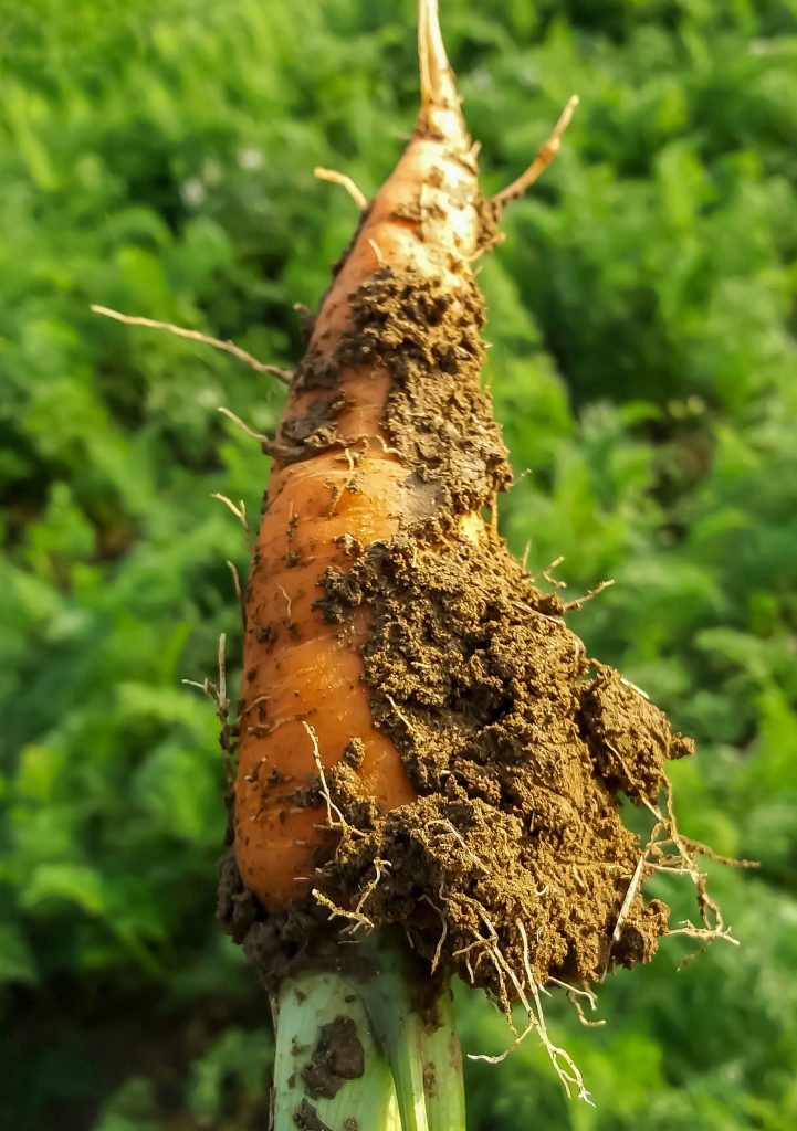A carrot is uprooted from soil - PixaHive