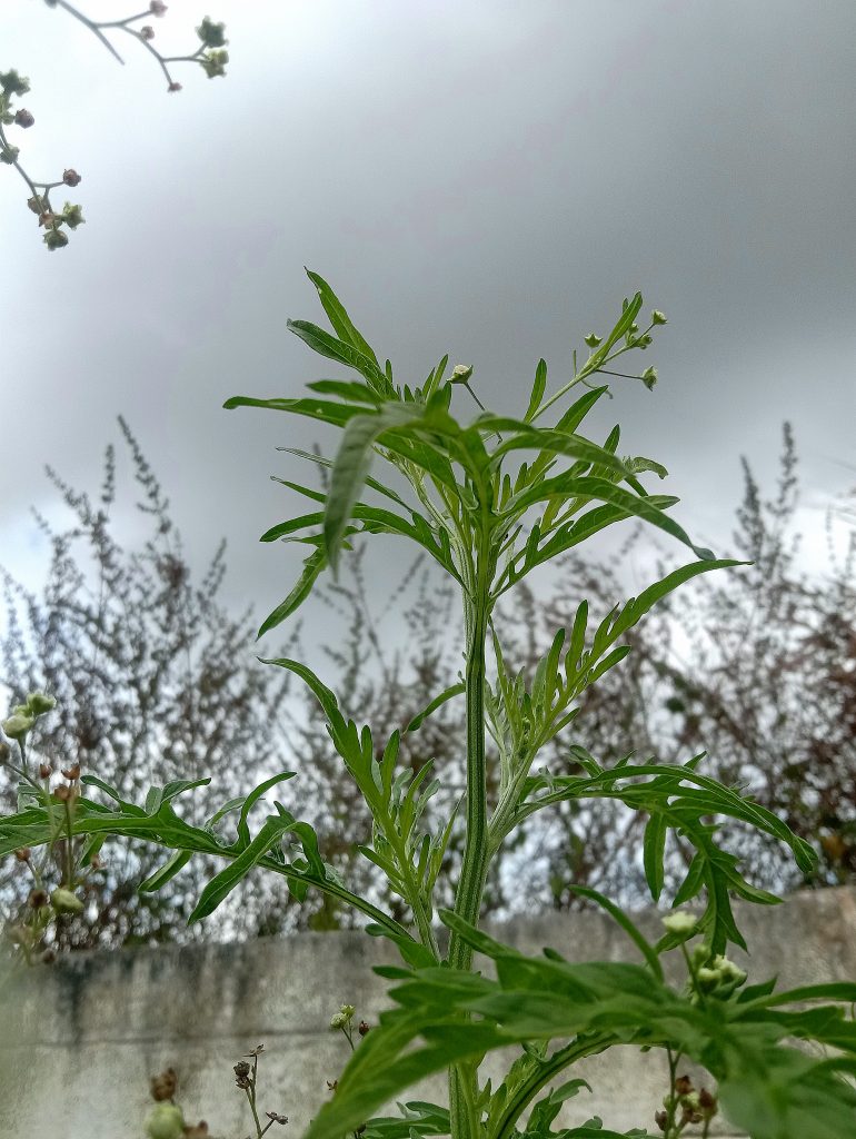 A congress grass - PixaHive