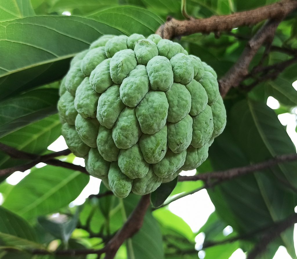 A custard apple - PixaHive