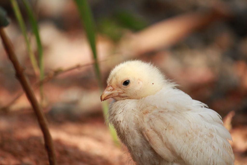 A cute chick. - PixaHive