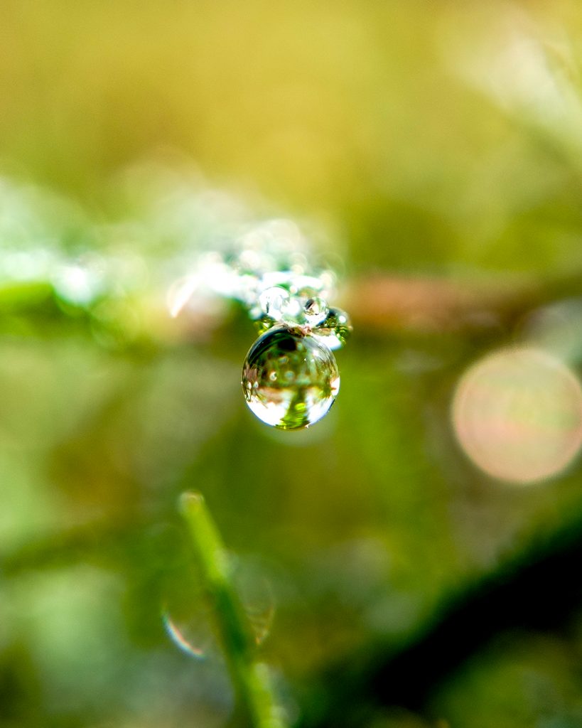 A dew drop in focus - PixaHive