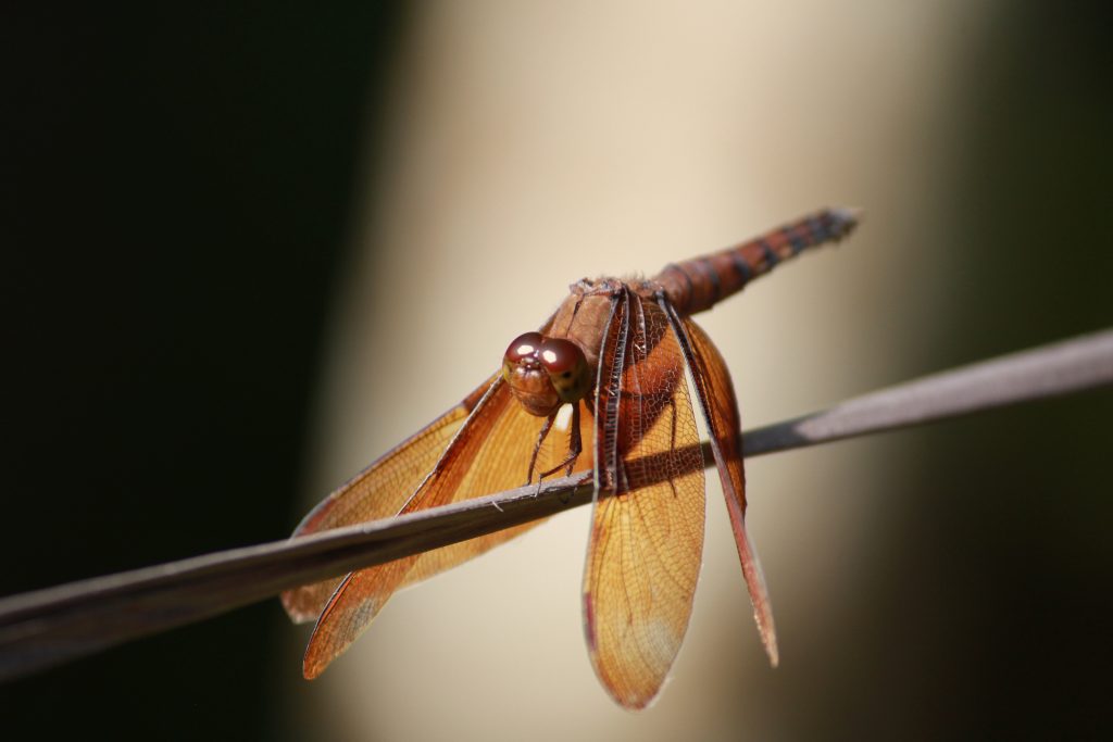 A dragon fly in a rope. - PixaHive