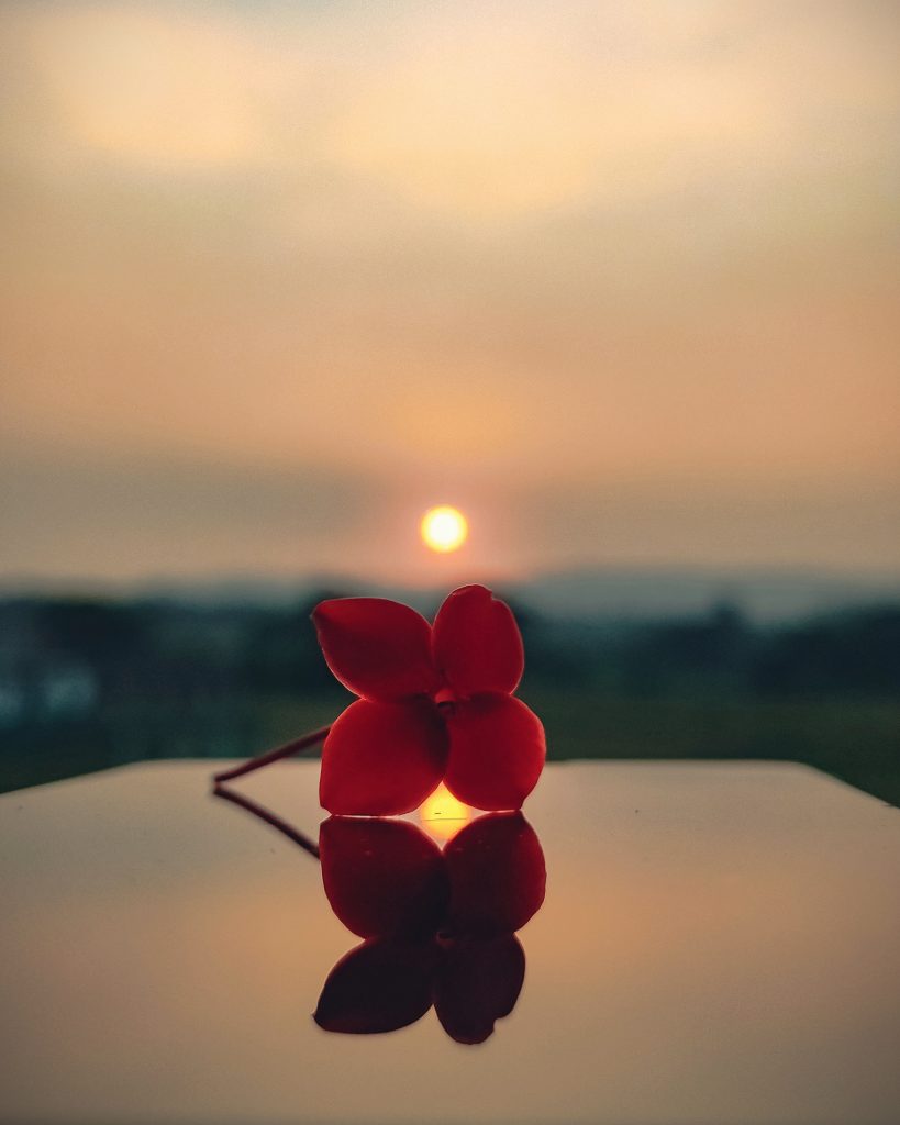 A flower with reflection and sunset - PixaHive
