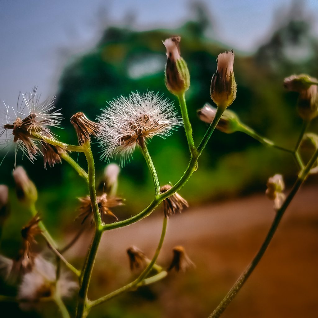 A flowering plant - PixaHive