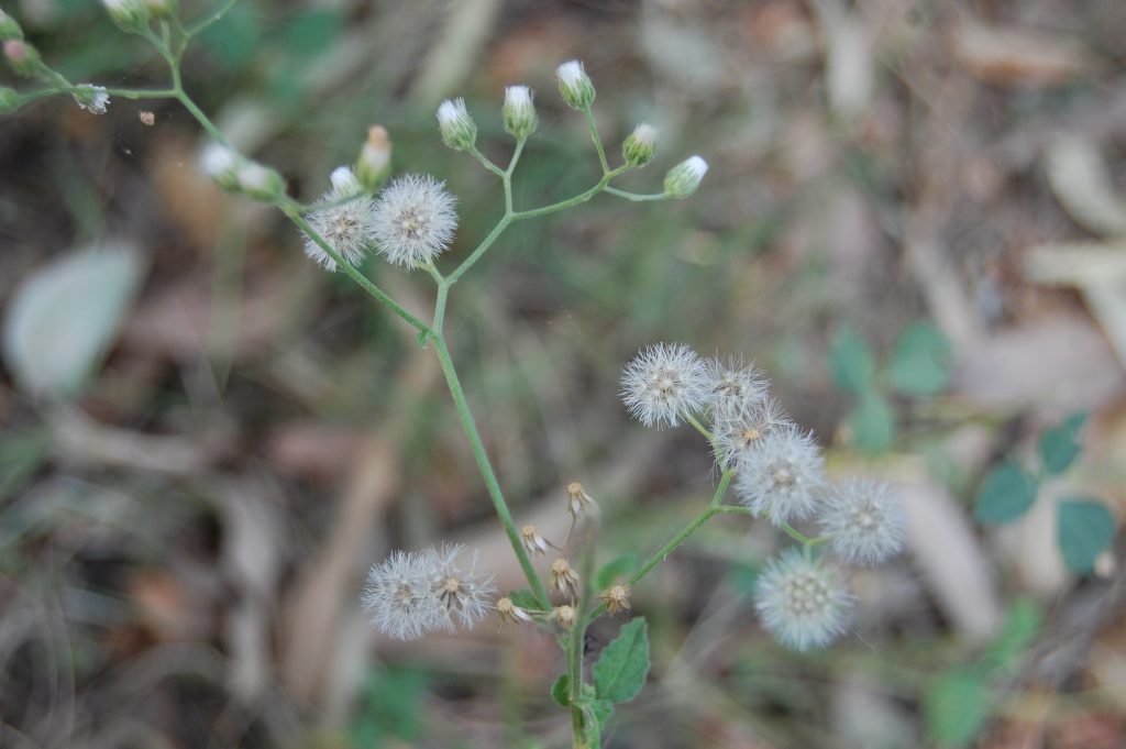 A flowering plant - PixaHive