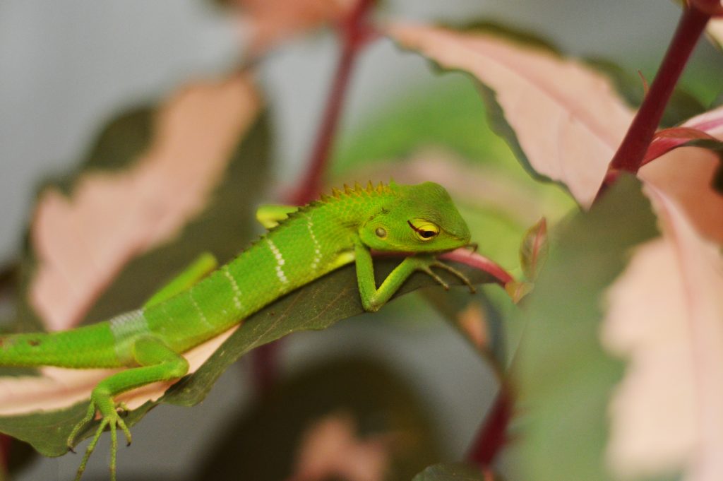 A garden lizard on a plant - PixaHive