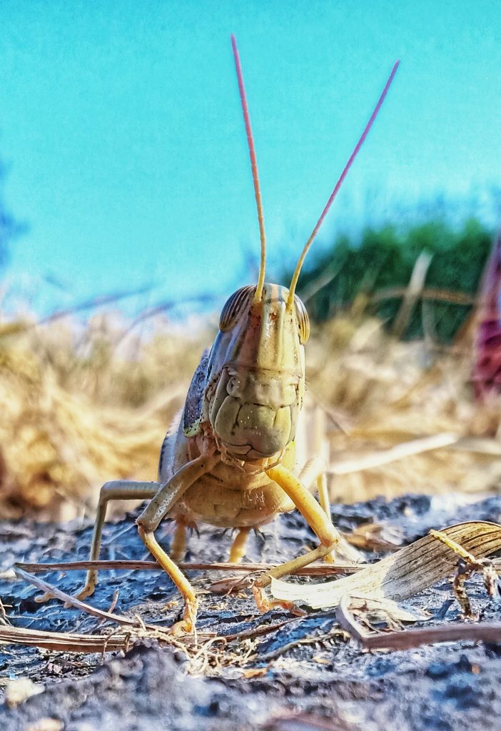 A grasshopper - PixaHive
