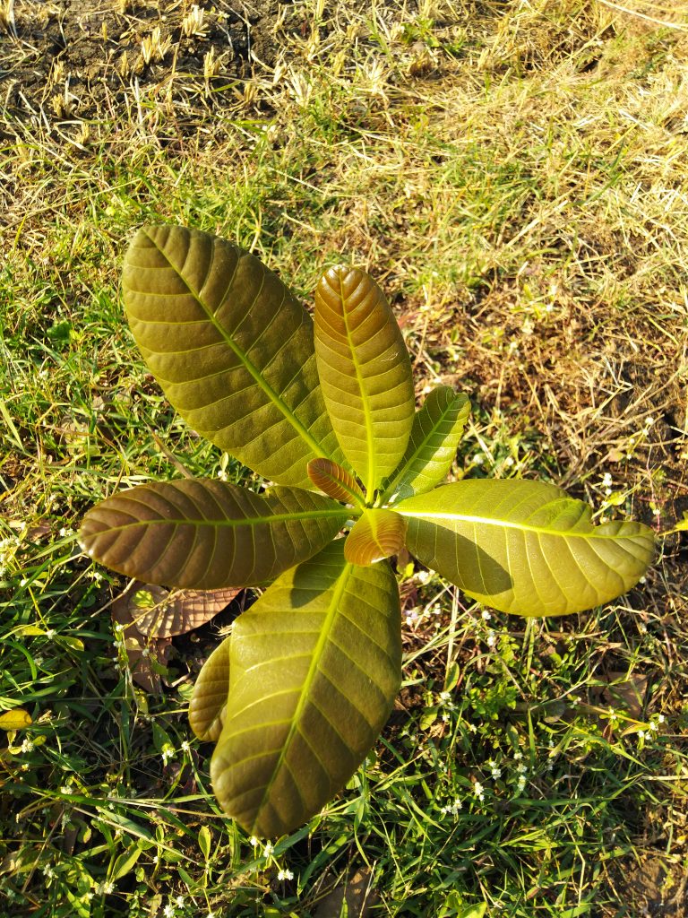 A herbal plant - PixaHive
