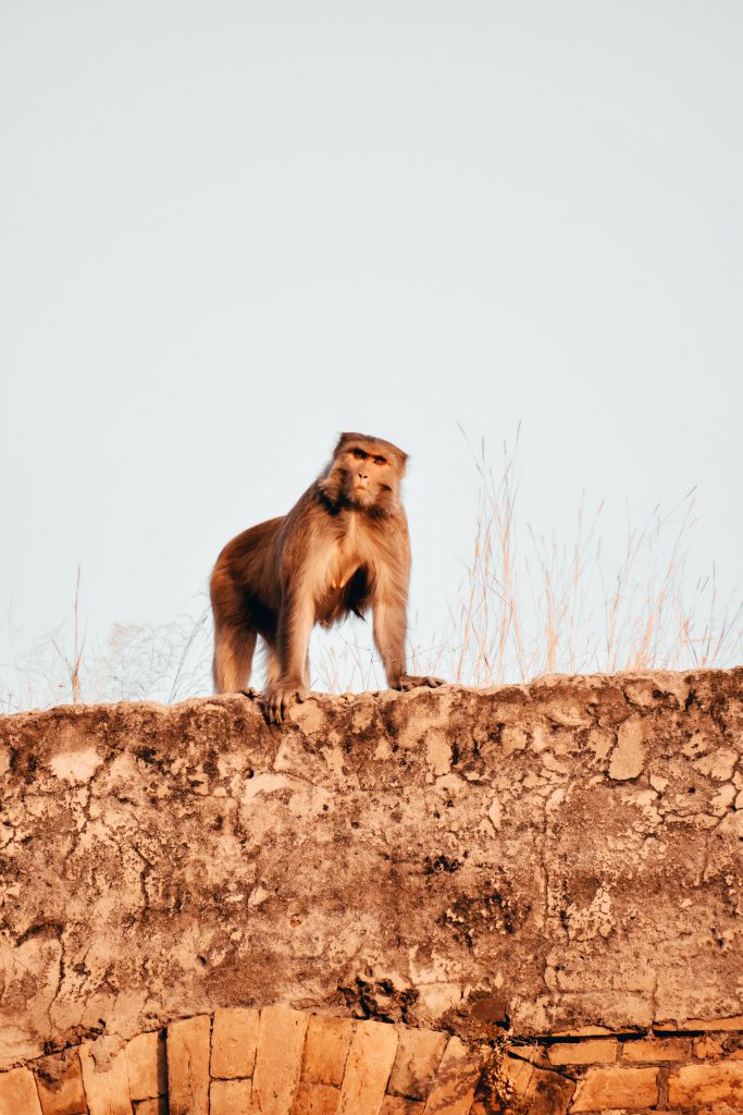 A monkey staring at the camera - PixaHive