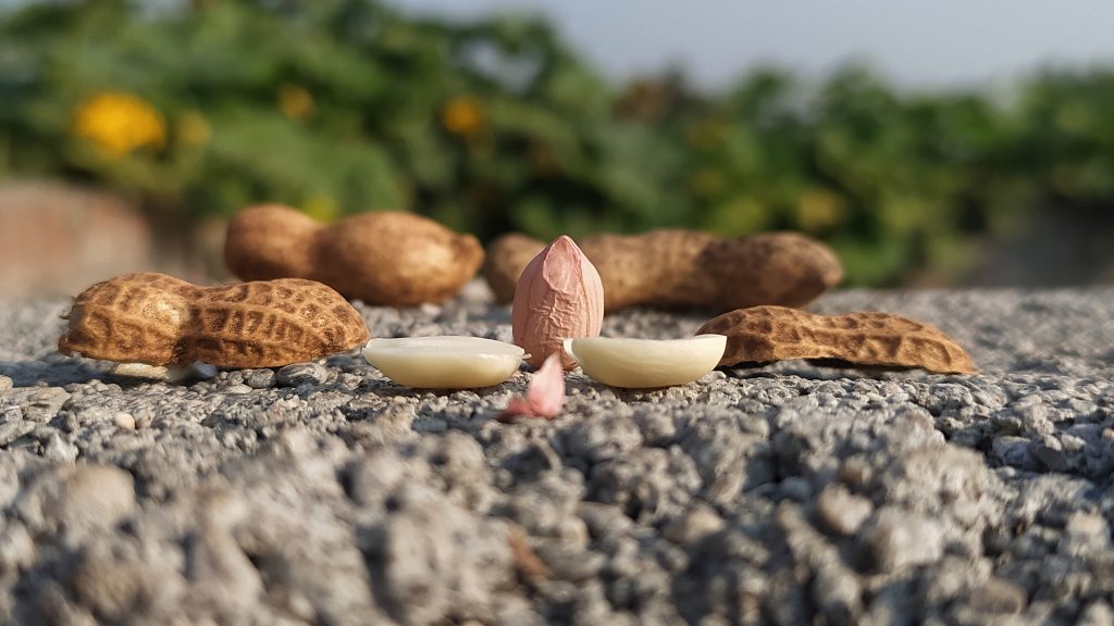 A part of peanuts, - PixaHive