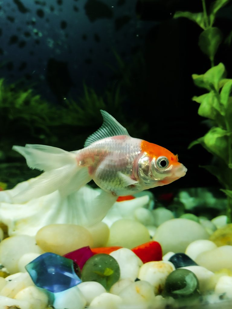 A red cap fish - PixaHive