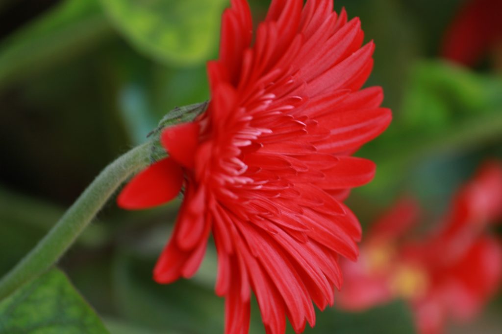 A red flower - PixaHive