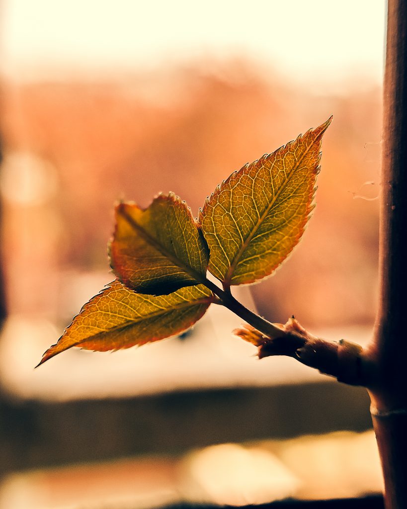 A rose plant leaves - PixaHive