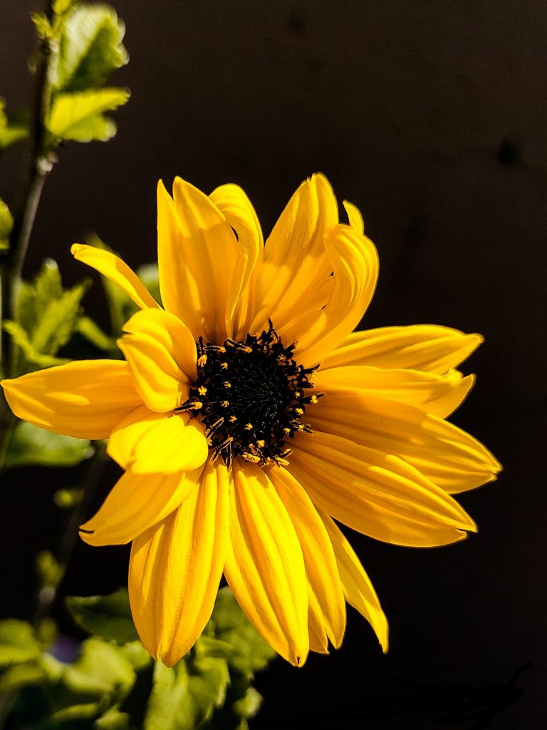 A sunflower - PixaHive