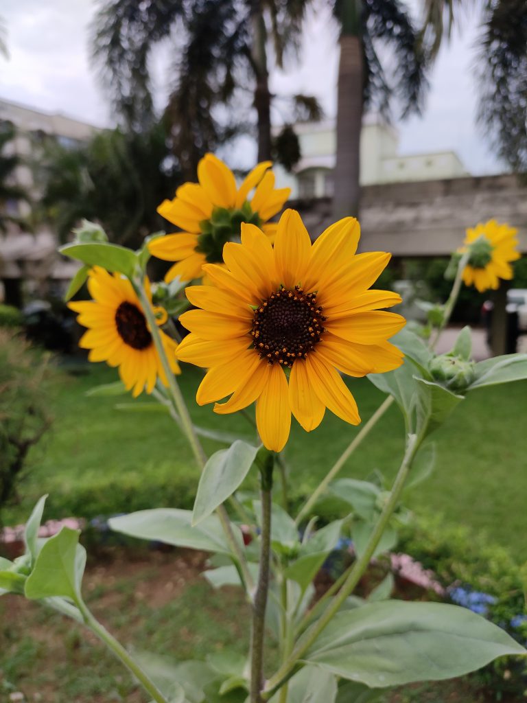 A sunflower plant - PixaHive