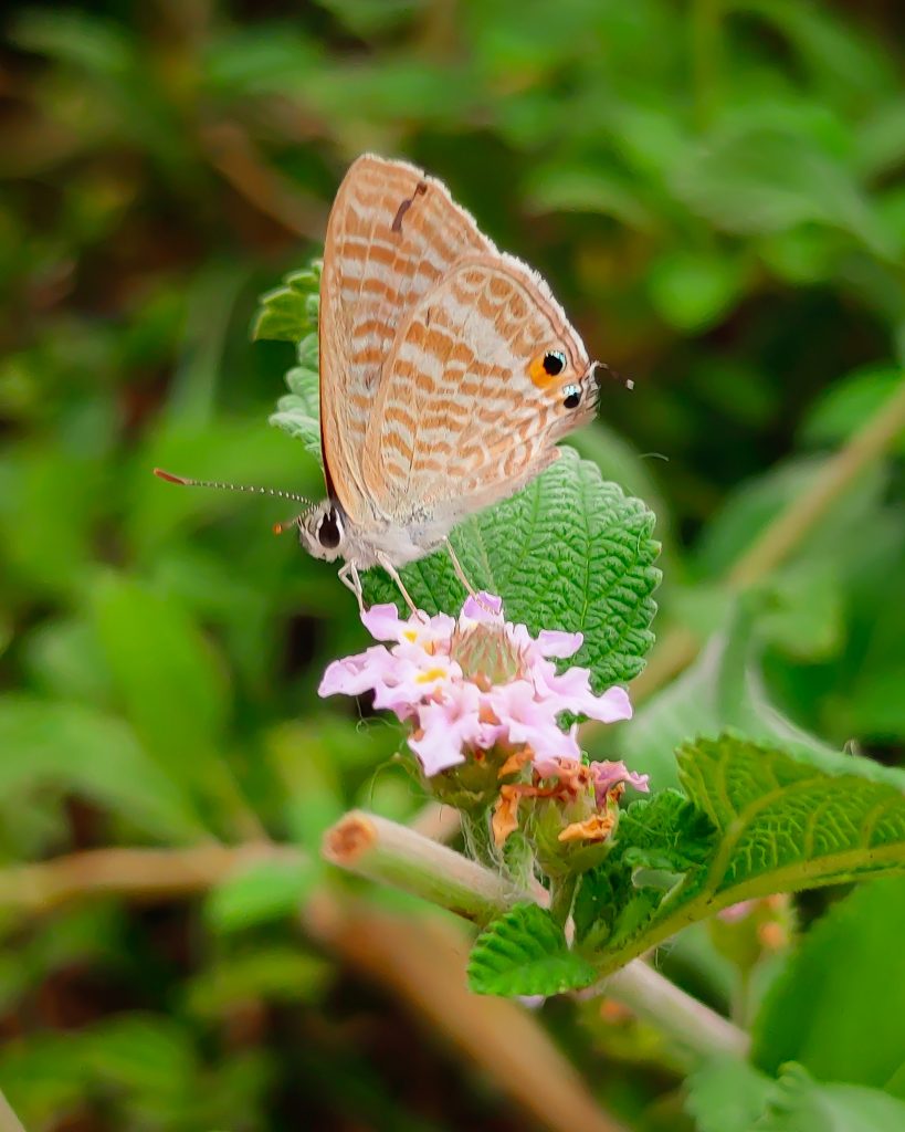 A tiny butterfly on a flower - PixaHive