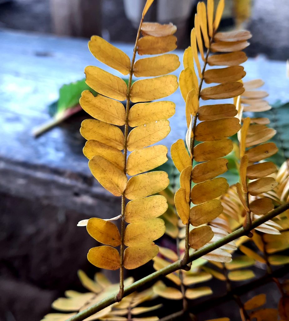 A tiny dry leaves - PixaHive
